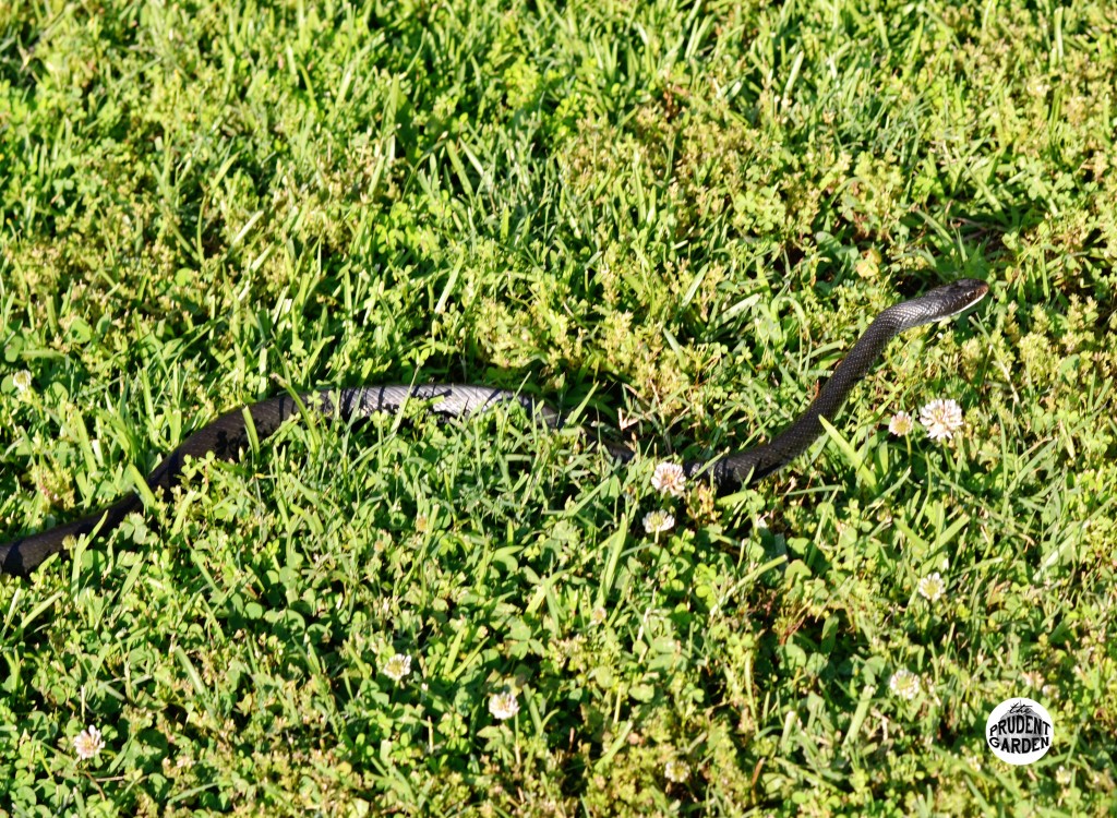 The Black Racer Snake: A Recent Visit