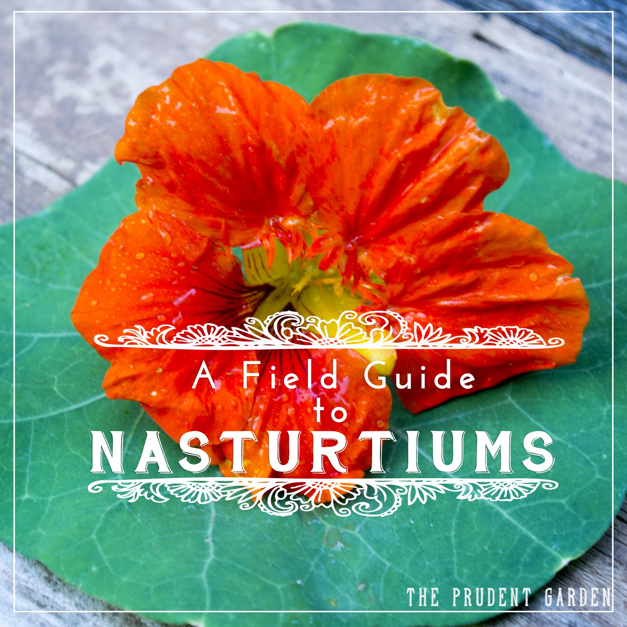 A Field Guide to Nasturtiums